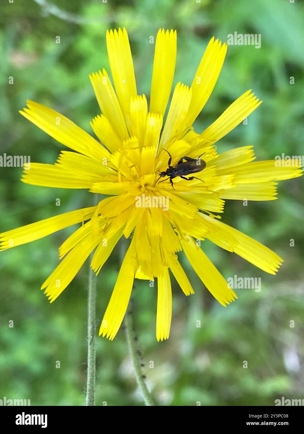 Wall hawkweed (Hieracium murorum) Plantae Stock Photo - Alamy