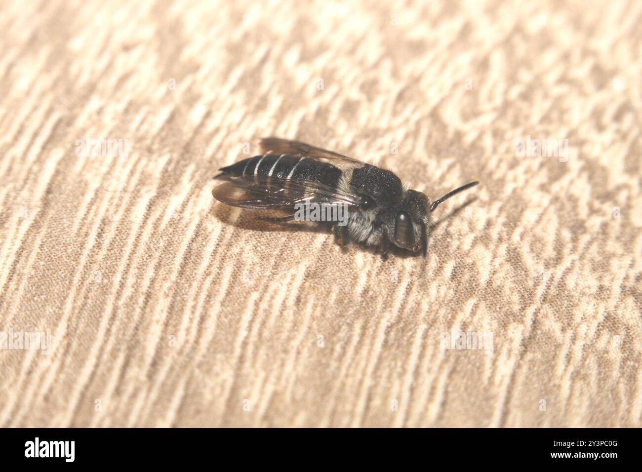 Shiny-vented Sharp-tail Bee (Coelioxys inermis) Insecta Stock Photo - Alamy