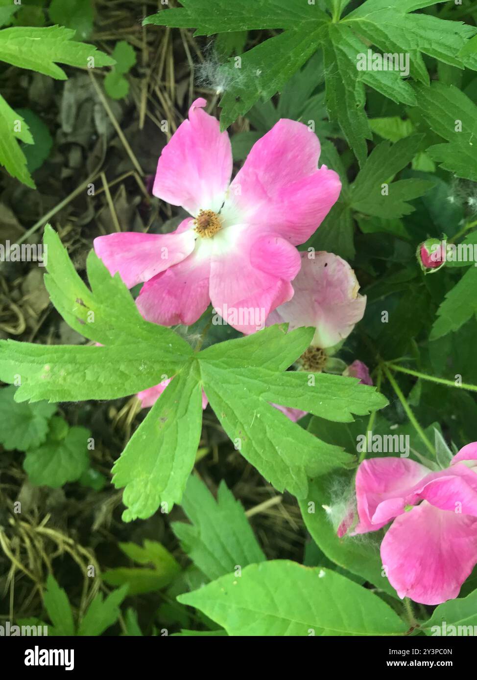 climbing prairie rose (Rosa setigera) Plantae Stock Photo - Alamy