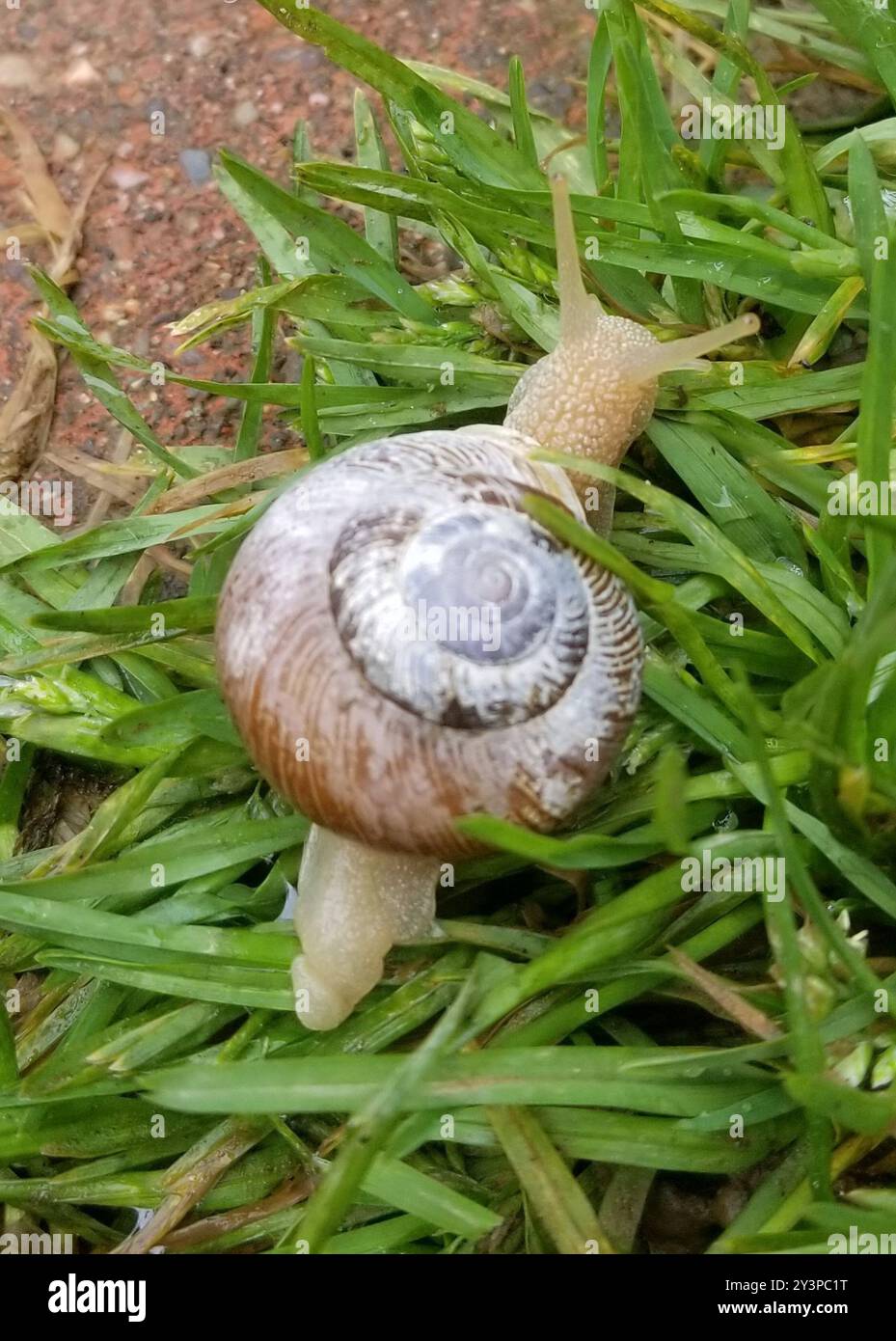 Oregon forestsnail (Allogona townsendiana) Mollusca Stock Photo - Alamy