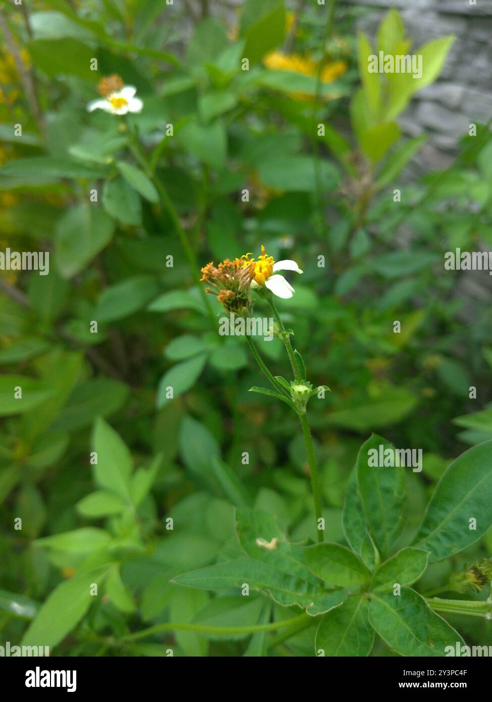 White beggarticks (Bidens alba) Plantae Stock Photo - Alamy