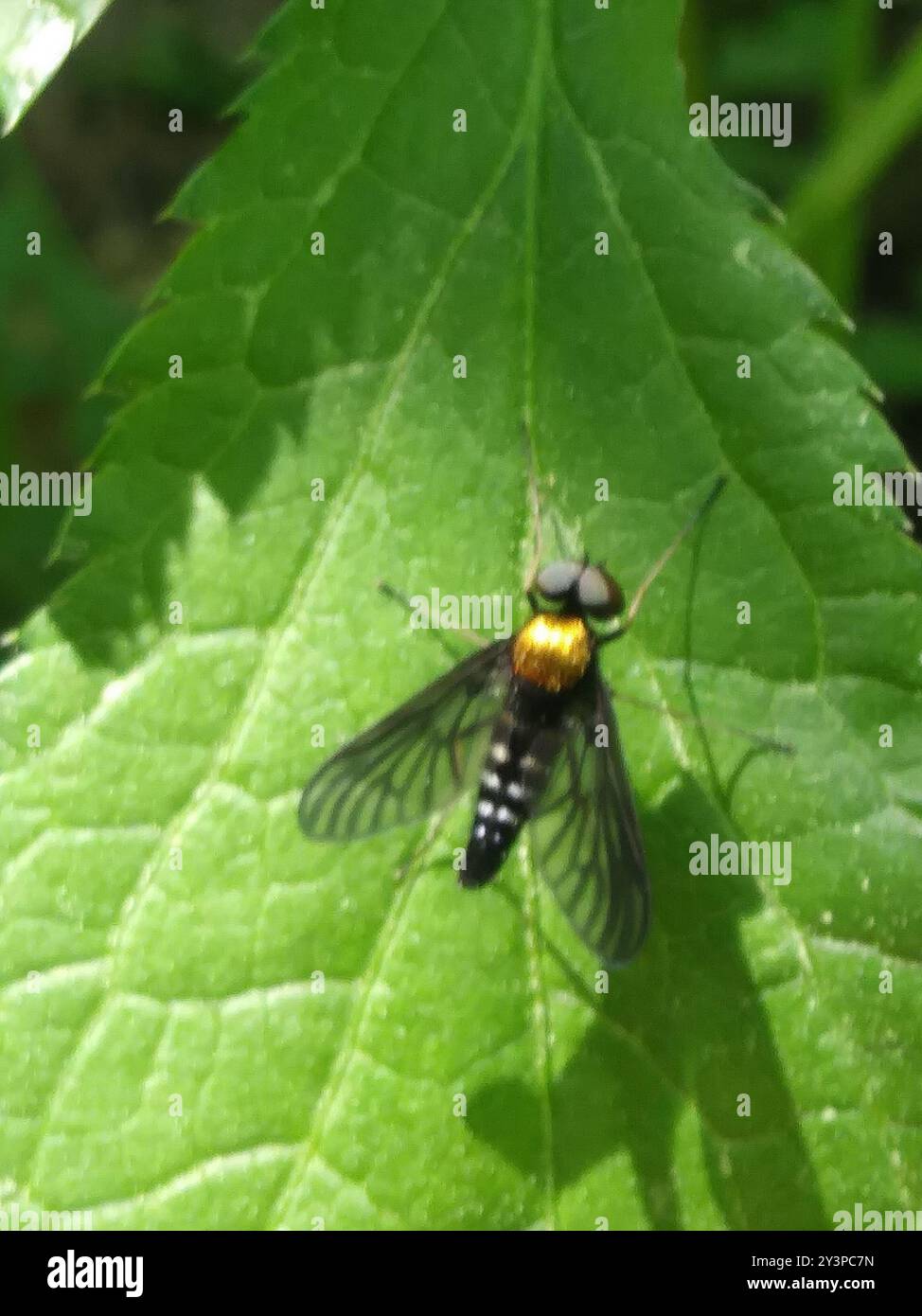 Golden-backed Snipe Fly (Chrysopilus thoracicus) Insecta Stock Photo ...