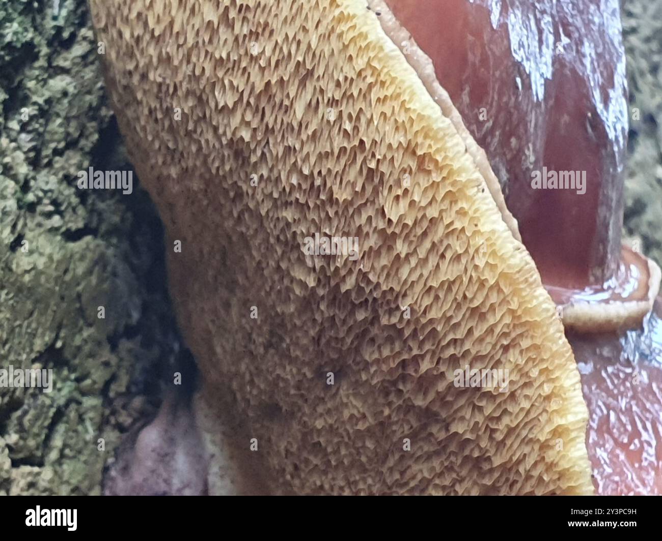 Slippery Jacks (Suillus) Fungi Stock Photo - Alamy