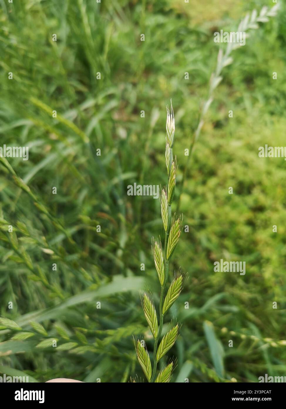 Italian Ryegrass (Lolium multiflorum) Plantae Stock Photo - Alamy