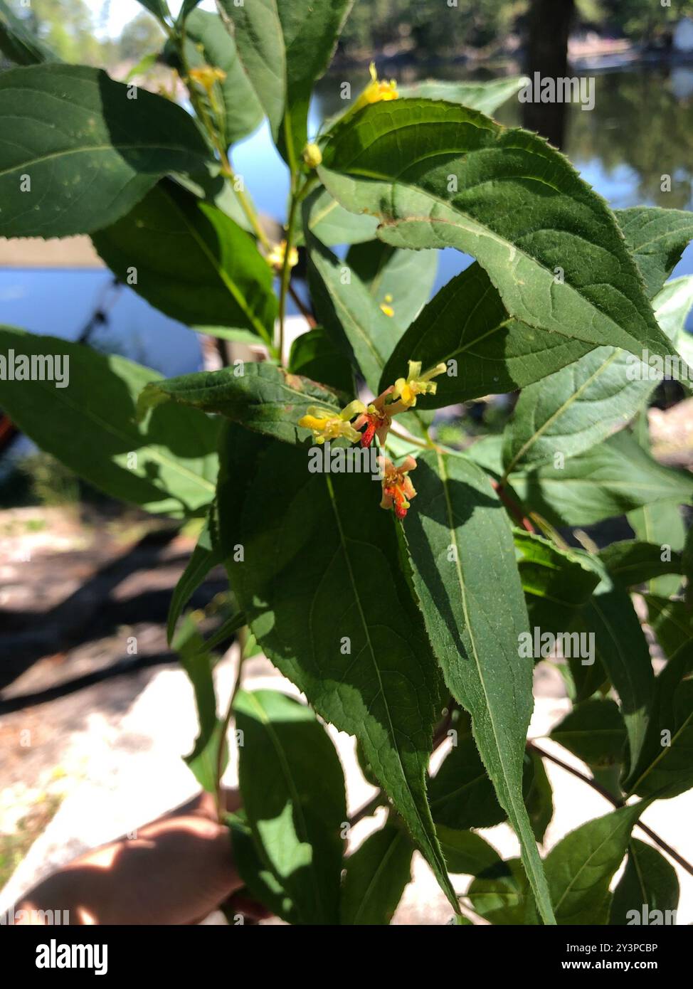 northern bush honeysuckle (Diervilla lonicera) Plantae Stock Photo - Alamy