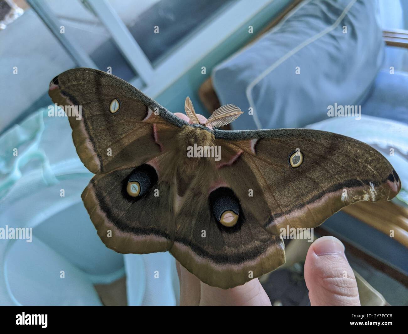 Polyphemus Moth (Antheraea polyphemus) Insecta Stock Photo - Alamy