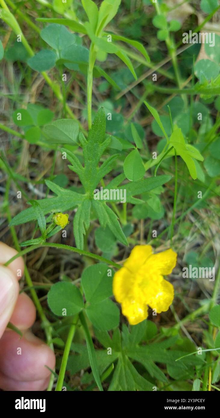hairy buttercup (Ranunculus sardous) Plantae Stock Photo - Alamy