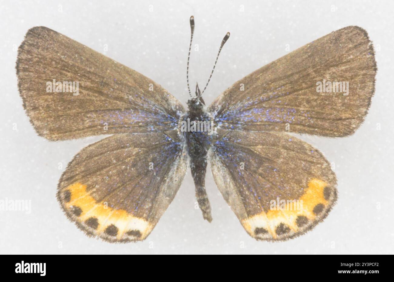 Lupine Blue (Icaricia lupini) Insecta Stock Photo - Alamy