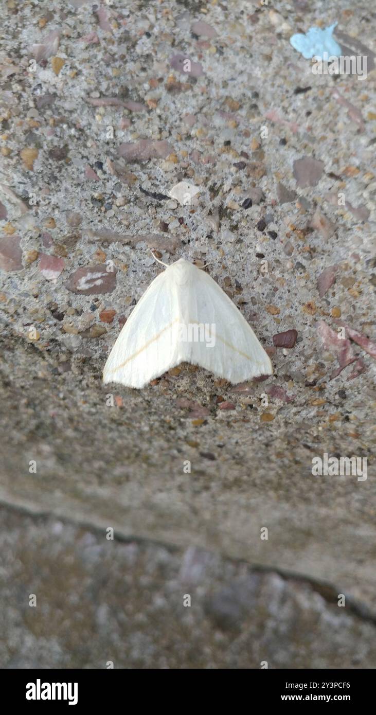 Slant-Lines (Tetracis) Insecta Stock Photo - Alamy