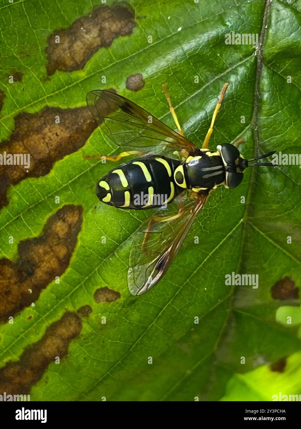 Hook-barred Spearhorn (Chrysotoxum festivum) Insecta Stock Photo - Alamy