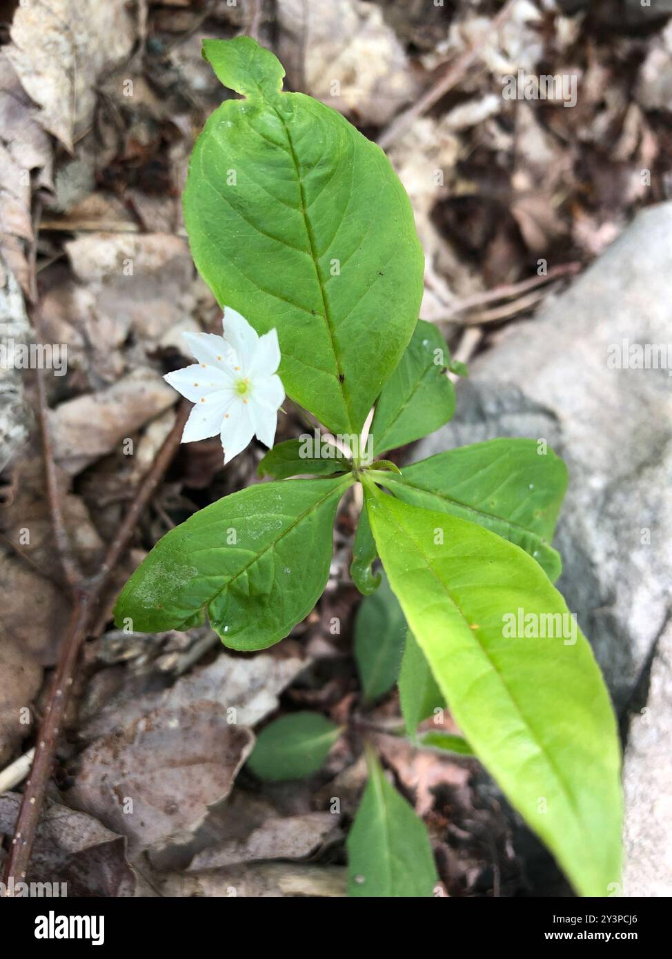 northern starflower (Lysimachia borealis) Plantae Stock Photo - Alamy