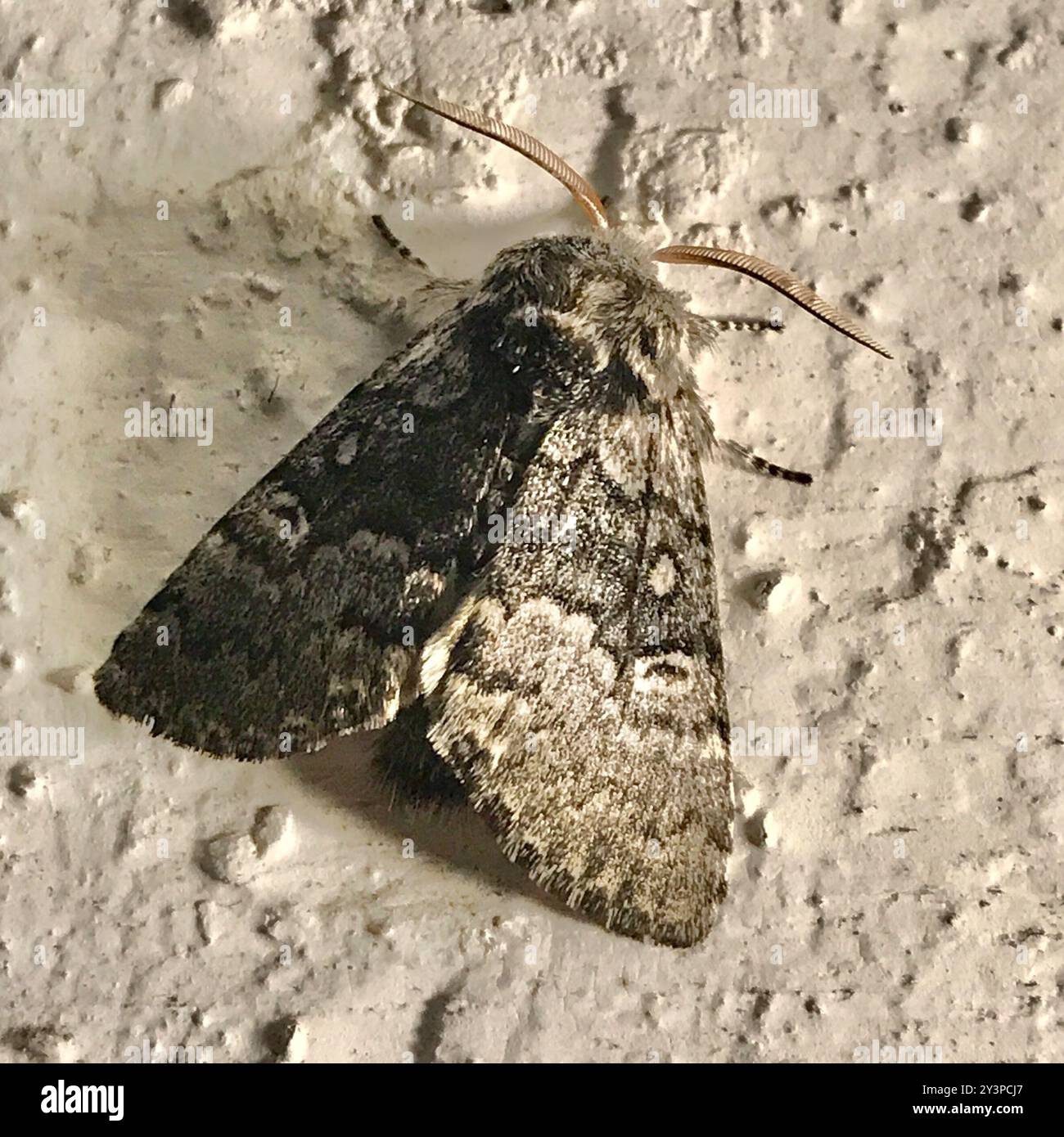 Yellowhorn Moths (Colocasia) Insecta Stock Photo - Alamy