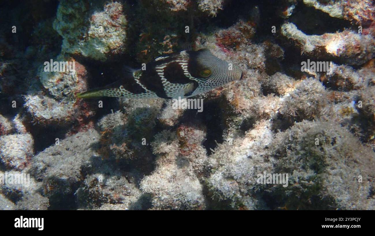 Blacksaddle Toby (Canthigaster valentini) Actinopterygii Stock Photo ...