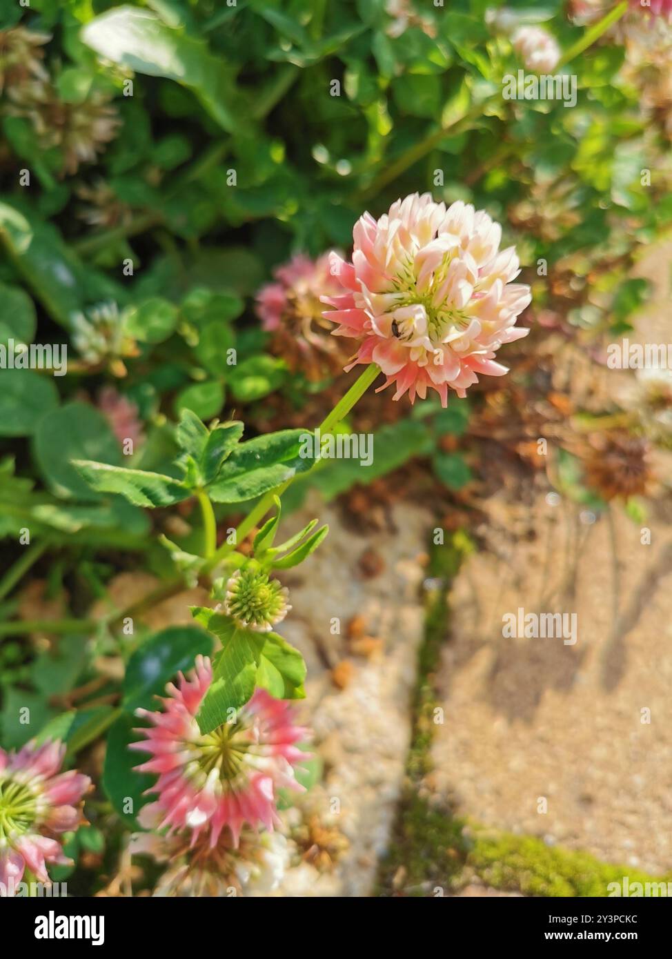 Alsike clover (Trifolium hybridum) Plantae Stock Photo - Alamy