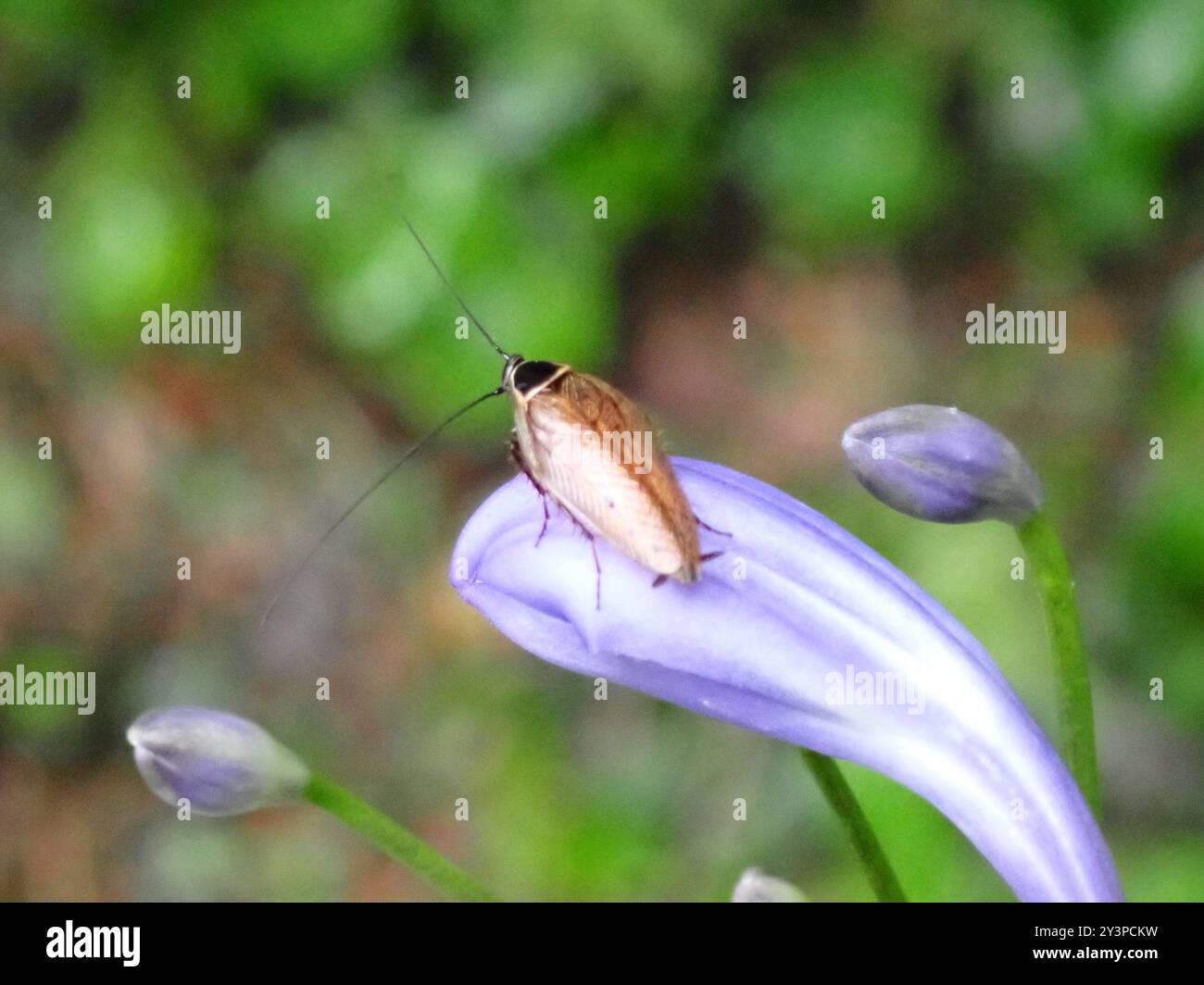 Forest Cockroach (Ectobius sylvestris) Insecta Stock Photo - Alamy