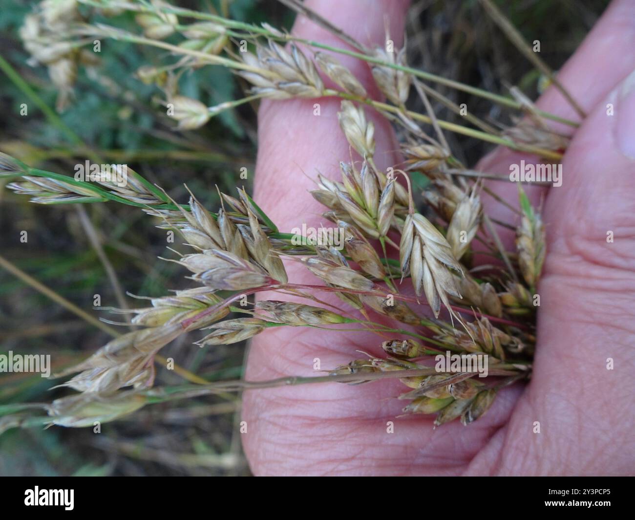 Rye Brome (Bromus secalinus) Plantae Stock Photo - Alamy