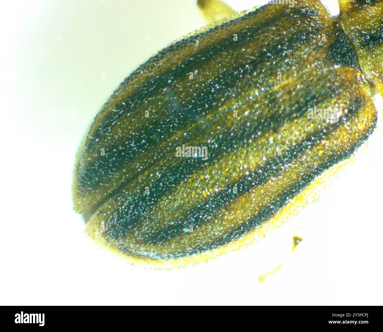 Crowded Flea Beetle (Ophraella conferta) Insecta Stock Photo - Alamy
