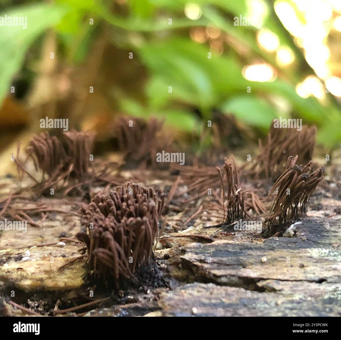 chocolate tube slime (Stemonitis splendens) Protozoa Stock Photo - Alamy