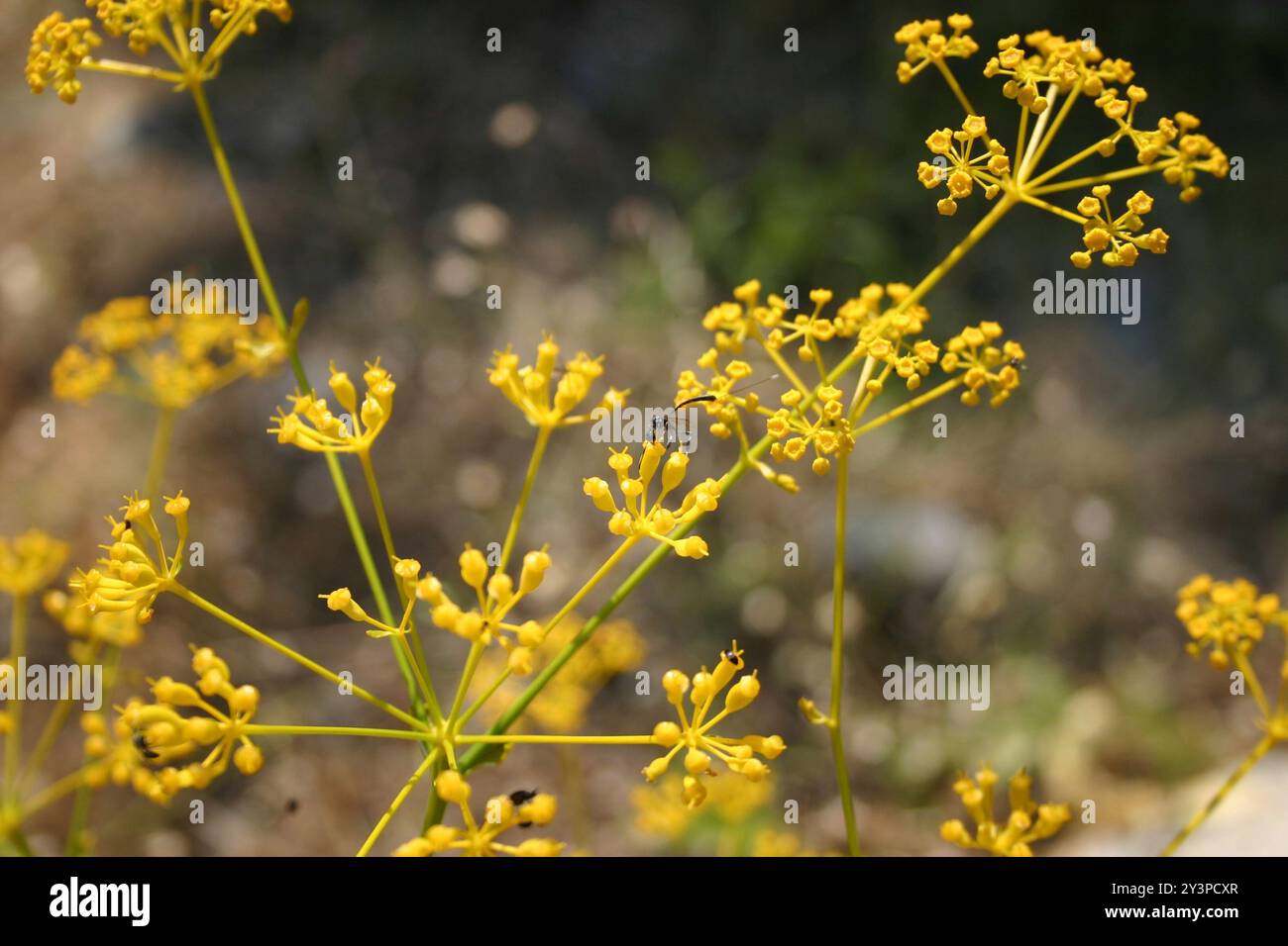 Javelin Wasp (Gasteruption jaculator) Insecta Stock Photo - Alamy