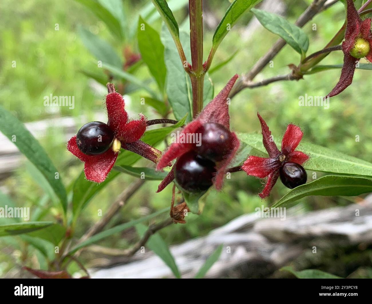 twinberry honeysuckle (Lonicera involucrata) Plantae Stock Photo - Alamy