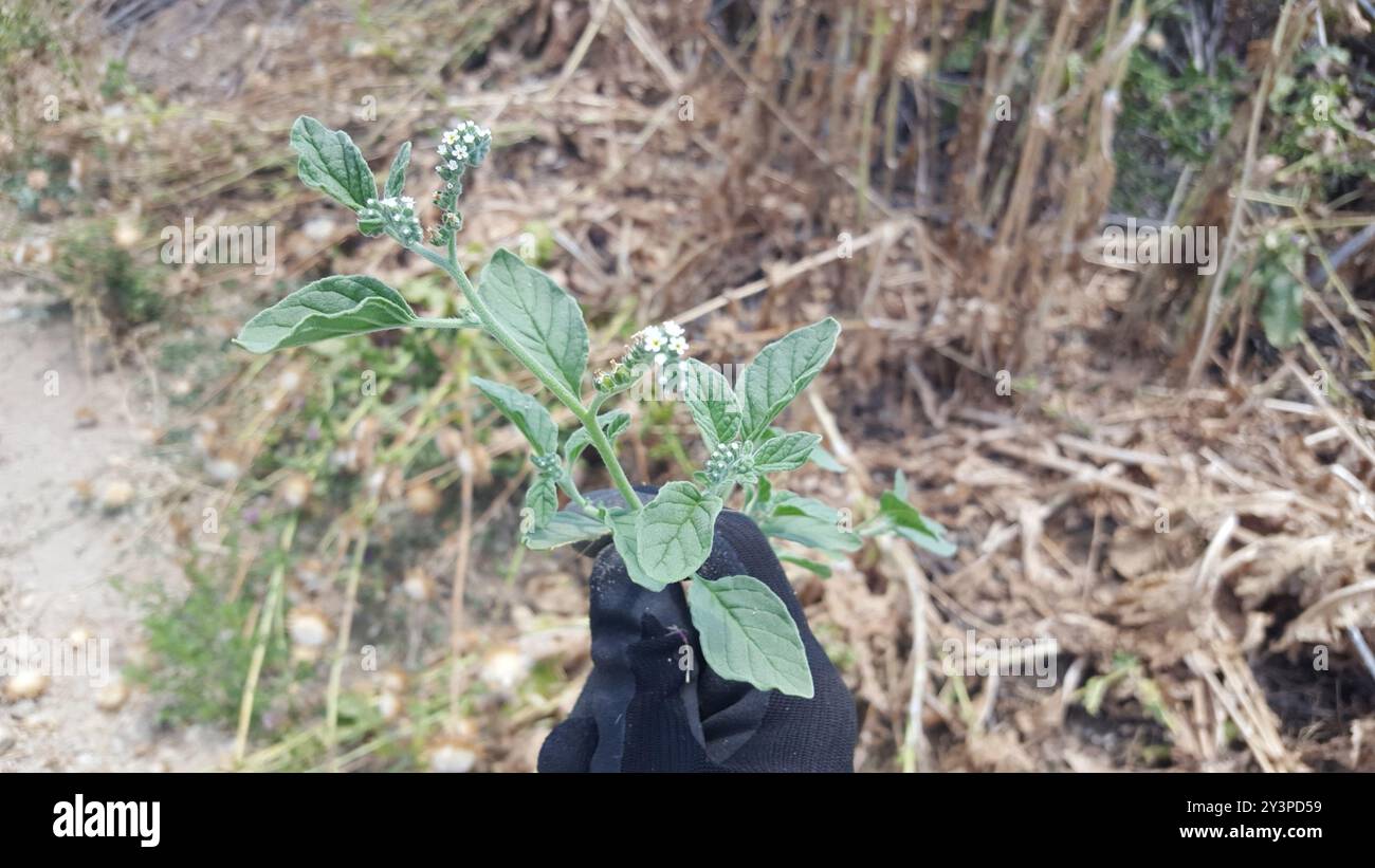 European heliotrope (Heliotropium europaeum) Plantae Stock Photo - Alamy