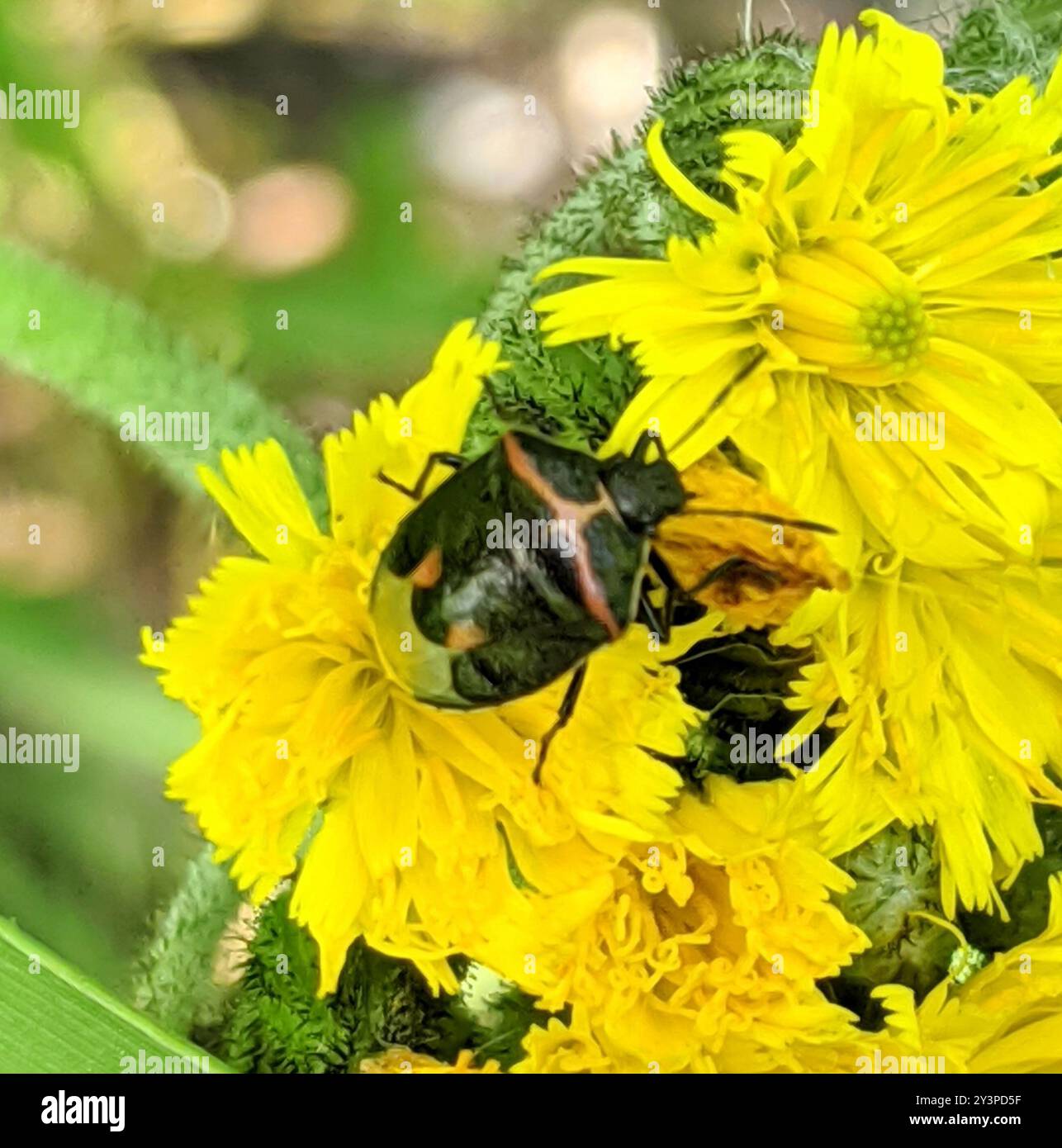 Twice-stabbed Stink Bug (Cosmopepla lintneriana) Insecta Stock Photo ...