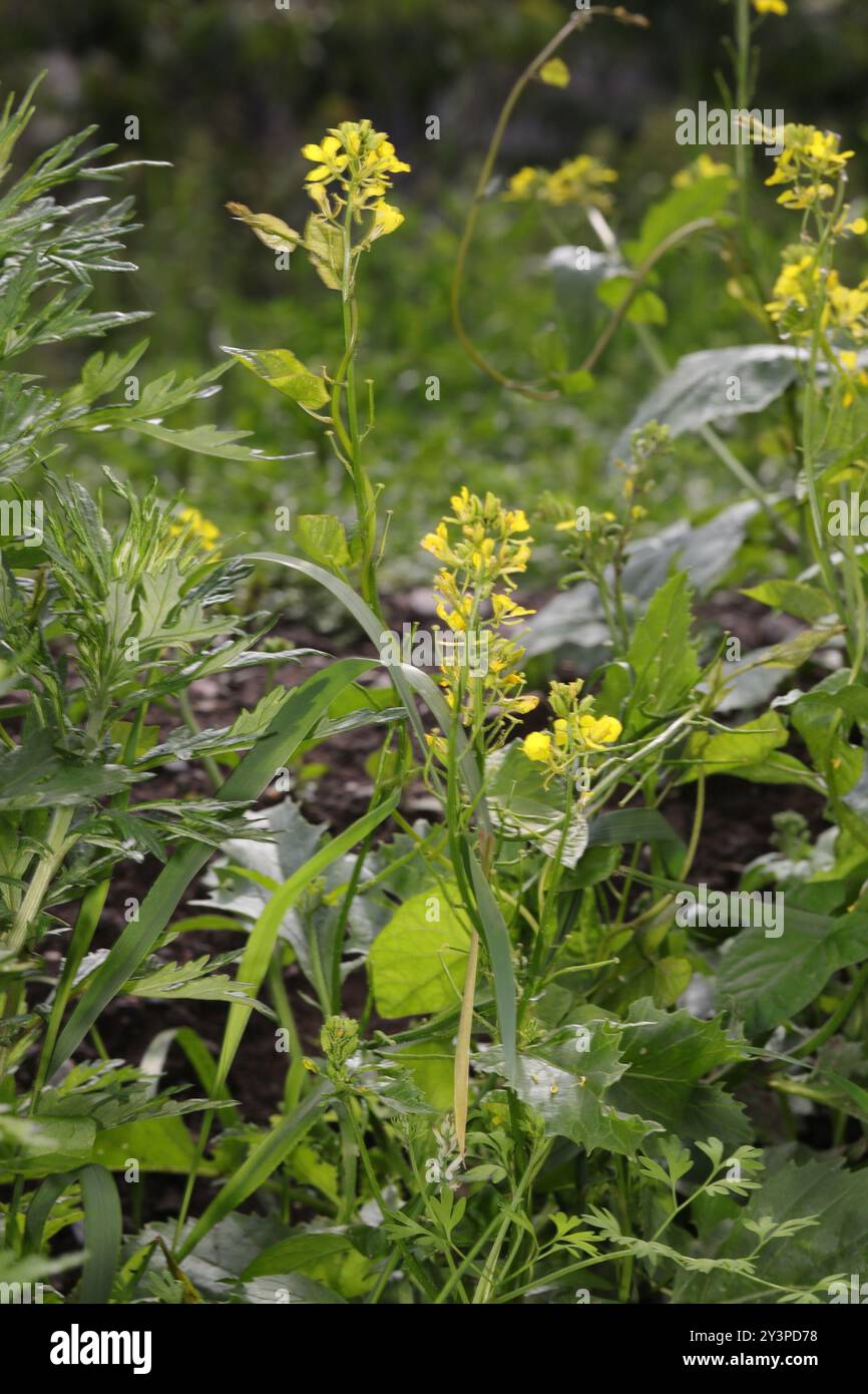 White Mustard (Sinapis alba) Plantae Stock Photo - Alamy
