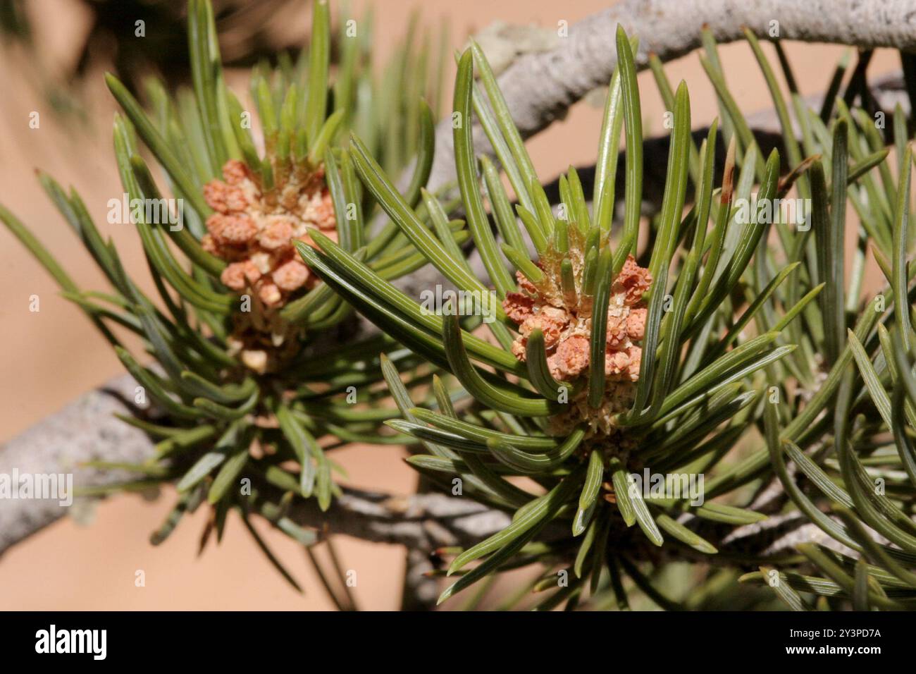Colorado Pinyon (Pinus edulis) Plantae Stock Photo - Alamy