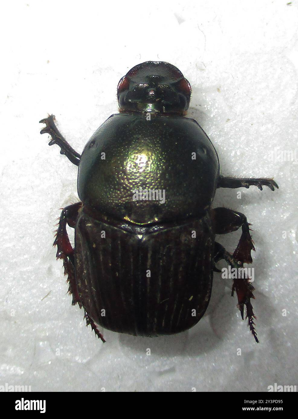 Bronze Dung Beetle (Onitis alexis) Insecta Stock Photo - Alamy