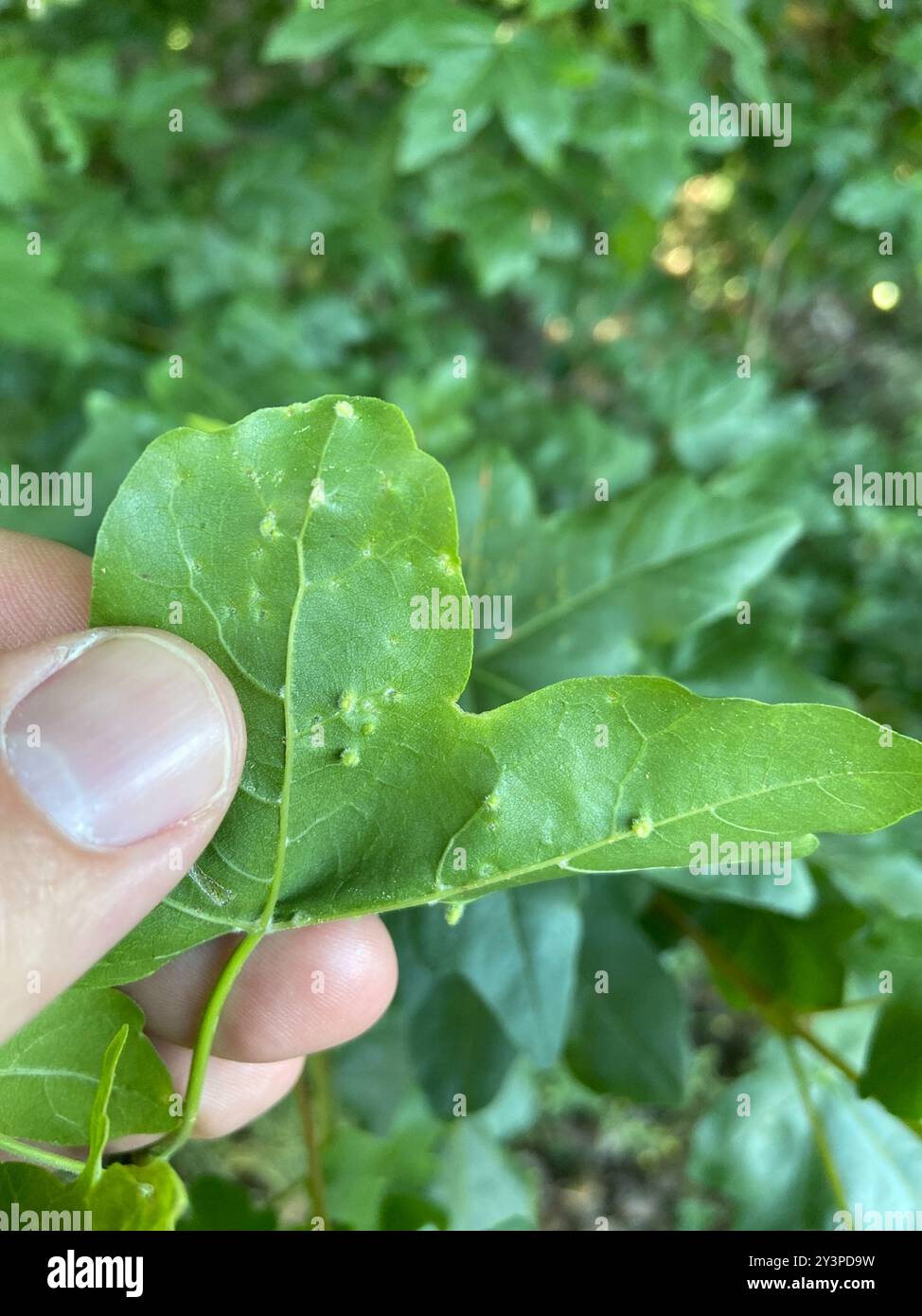 (Aceria myriadeum) Arachnida Stock Photo - Alamy