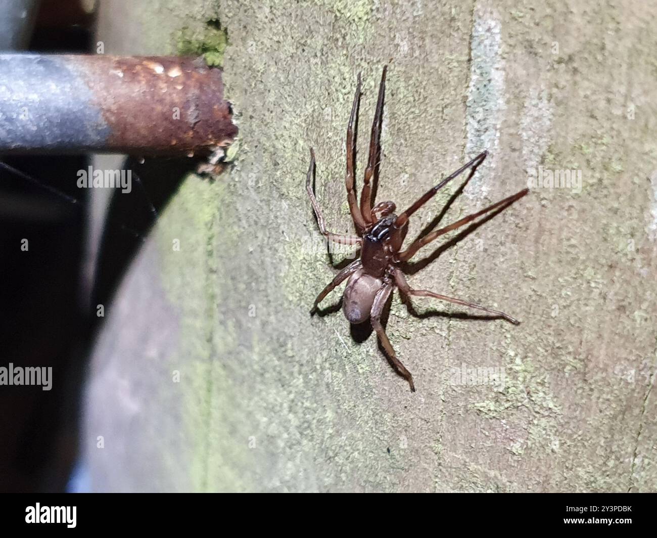 Tunnel Spiders (Segestriidae) Arachnida Stock Photo - Alamy