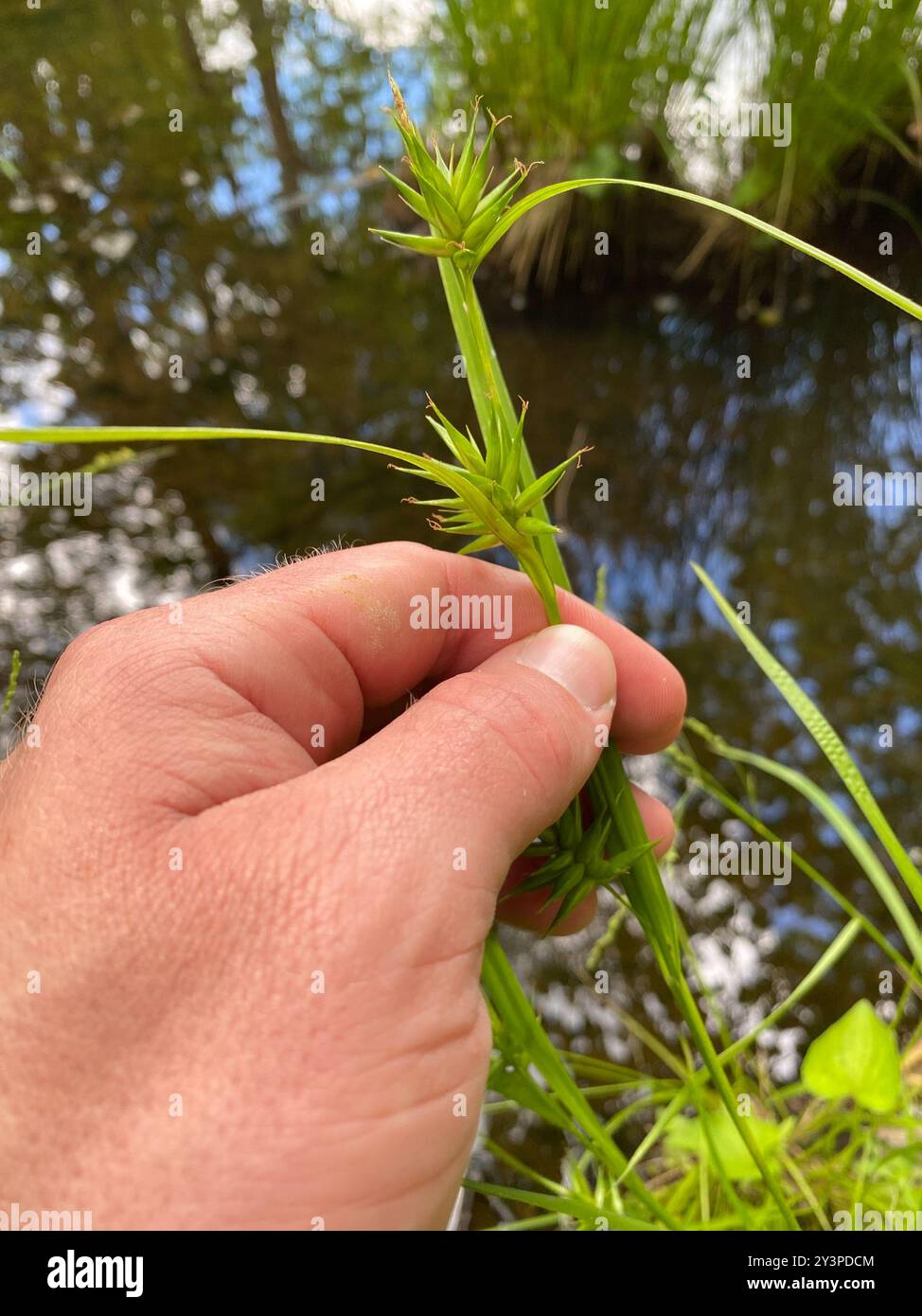 northern long sedge (Carex folliculata) Plantae Stock Photo - Alamy