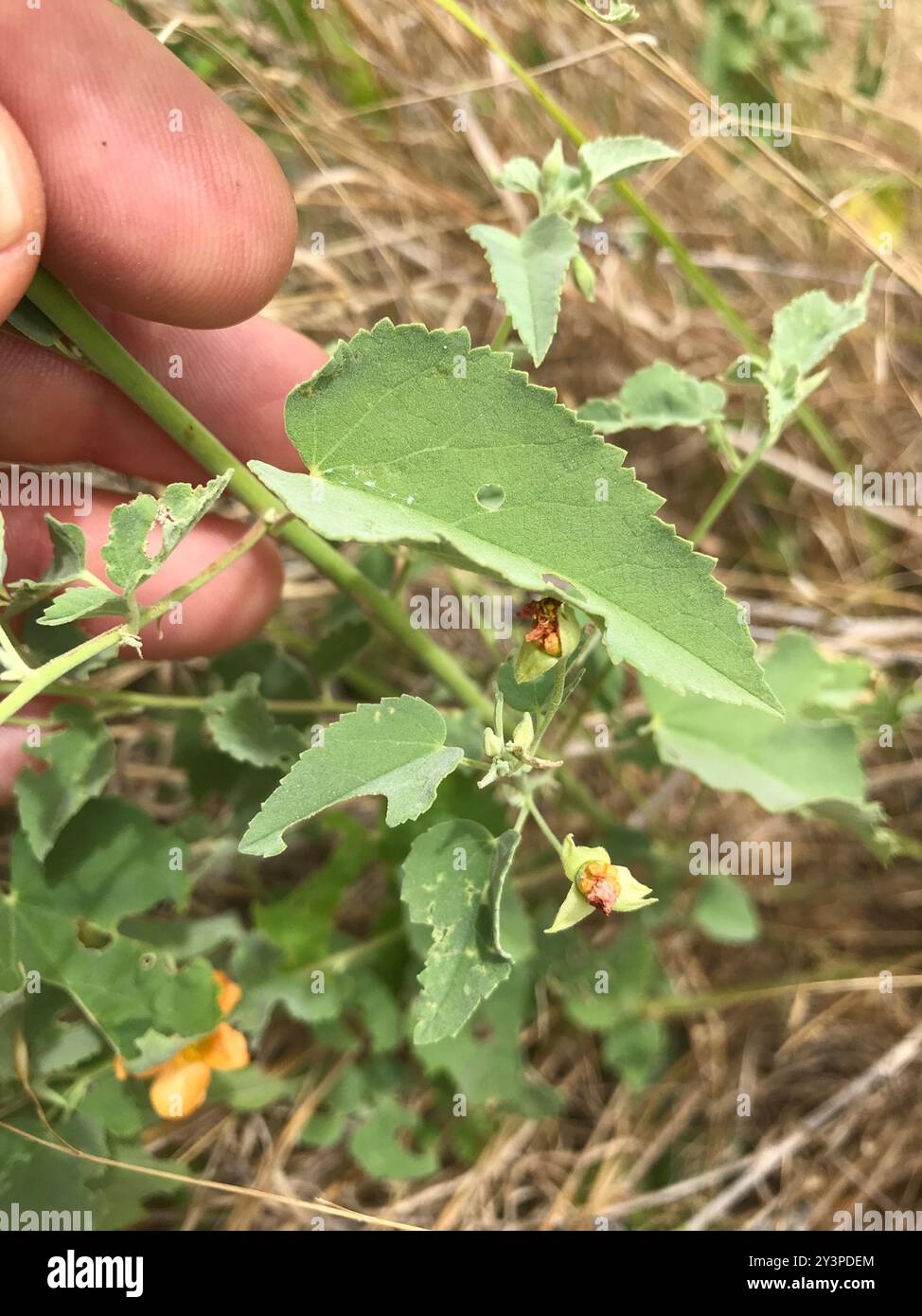 sweet Indian Mallow (Abutilon fruticosum) Plantae Stock Photo - Alamy