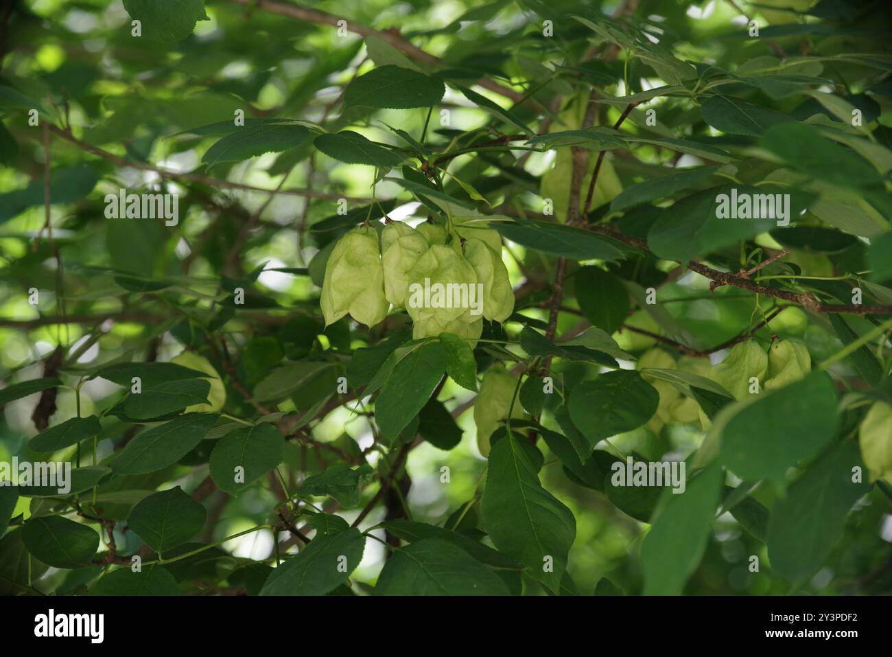 American bladdernut (Staphylea trifolia) Plantae Stock Photo - Alamy