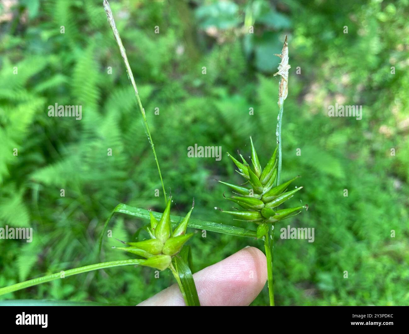 northern long sedge (Carex folliculata) Plantae Stock Photo - Alamy