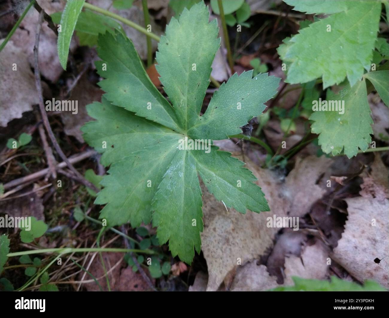 Maryland Sanicle (Sanicula marilandica) Plantae Stock Photo - Alamy
