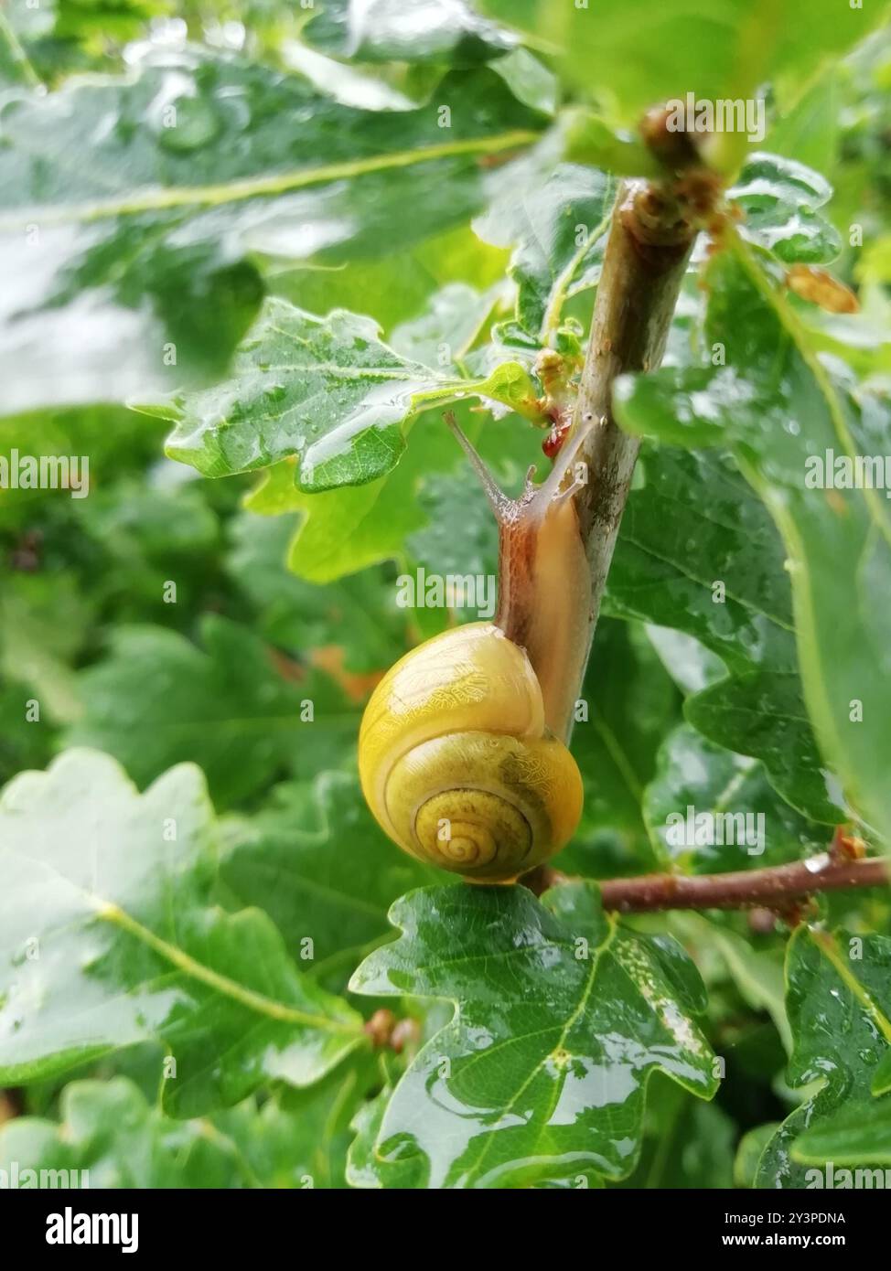 White-lipped Snail (Cepaea hortensis) Mollusca Stock Photo - Alamy