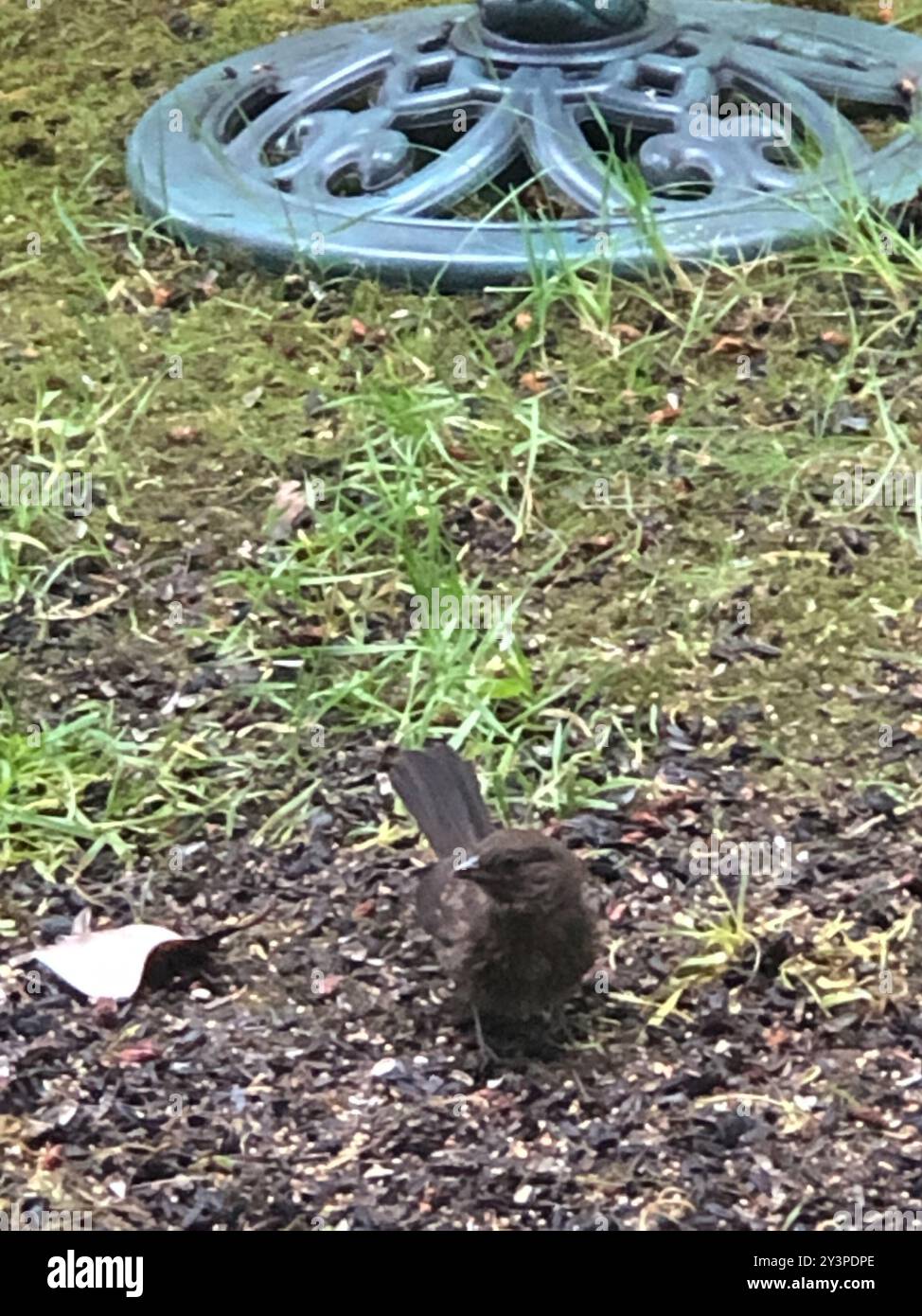 New World Sparrows (Passerellidae) Aves Stock Photo - Alamy