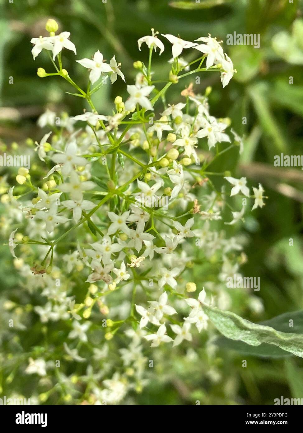 white bedstraw (Galium album) Plantae Stock Photo - Alamy