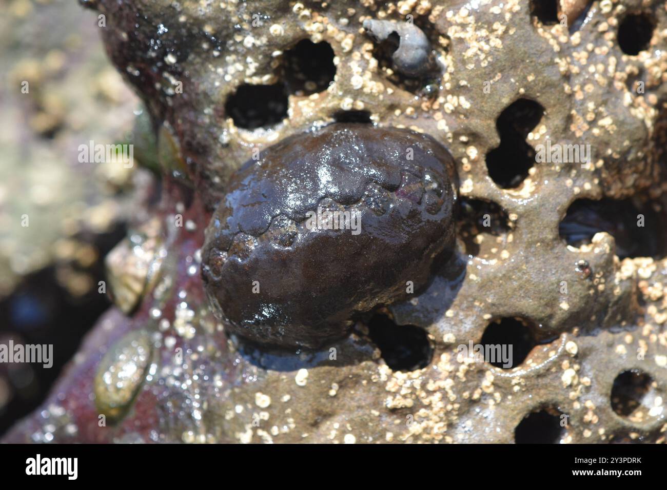 Black Leather Chiton (Katharina tunicata) Mollusca Stock Photo - Alamy