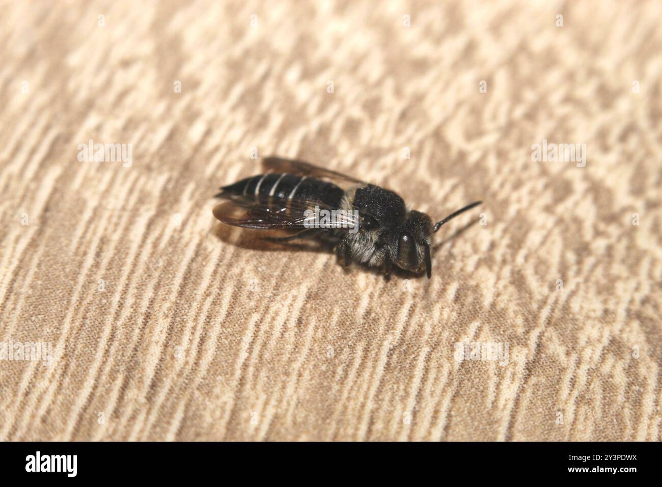 Shiny-vented Sharp-tail Bee (Coelioxys inermis) Insecta Stock Photo - Alamy