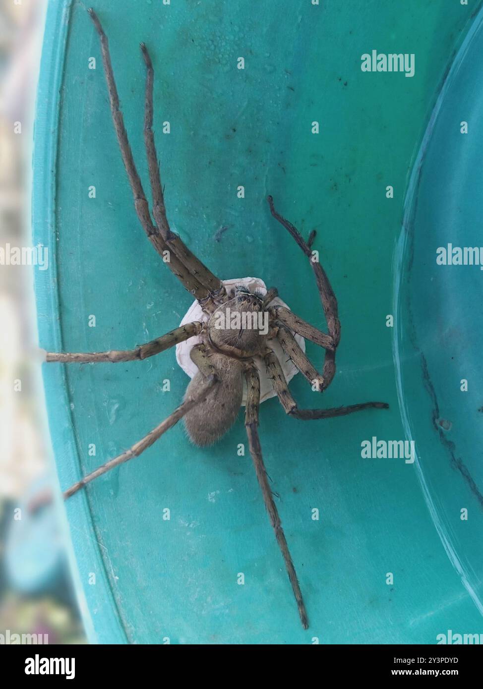 Pantropical Huntsman Spider (Heteropoda venatoria) Arachnida Stock ...