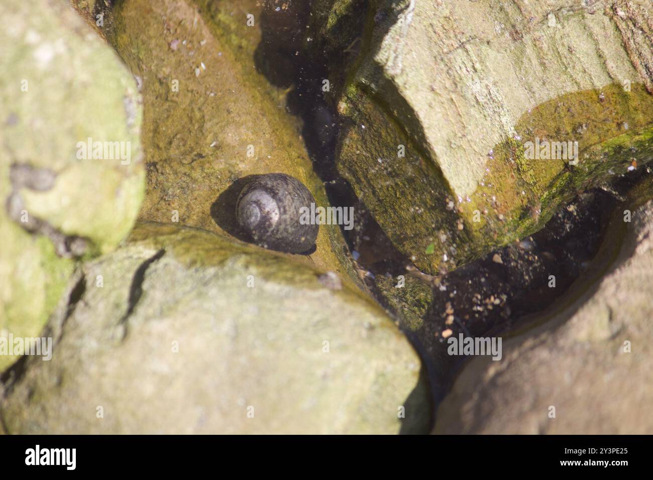 Black Tegula (Tegula funebralis) Mollusca Stock Photo - Alamy