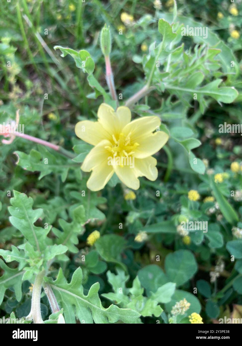 cutleaf evening primrose (Oenothera laciniata) Plantae Stock Photo - Alamy