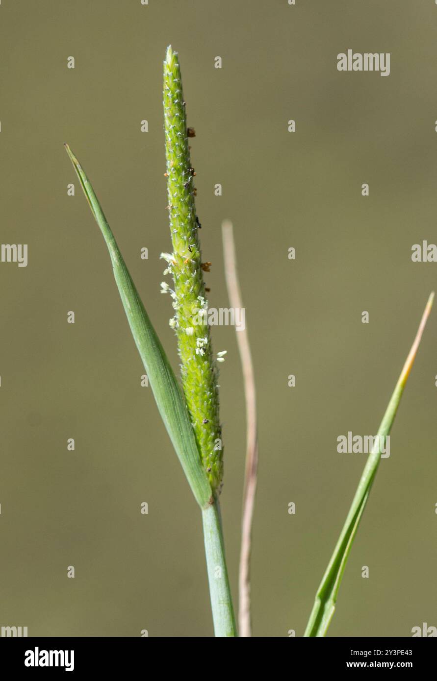 short-awn foxtail (Alopecurus aequalis) Plantae Stock Photo - Alamy