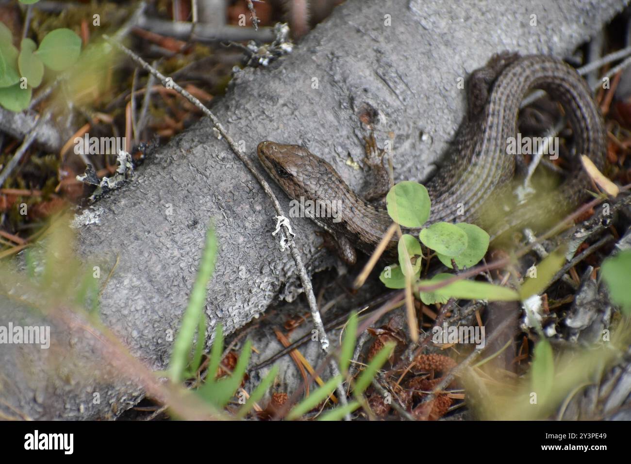 Northern Alligator Lizard (Elgaria coerulea) Reptilia Stock Photo - Alamy