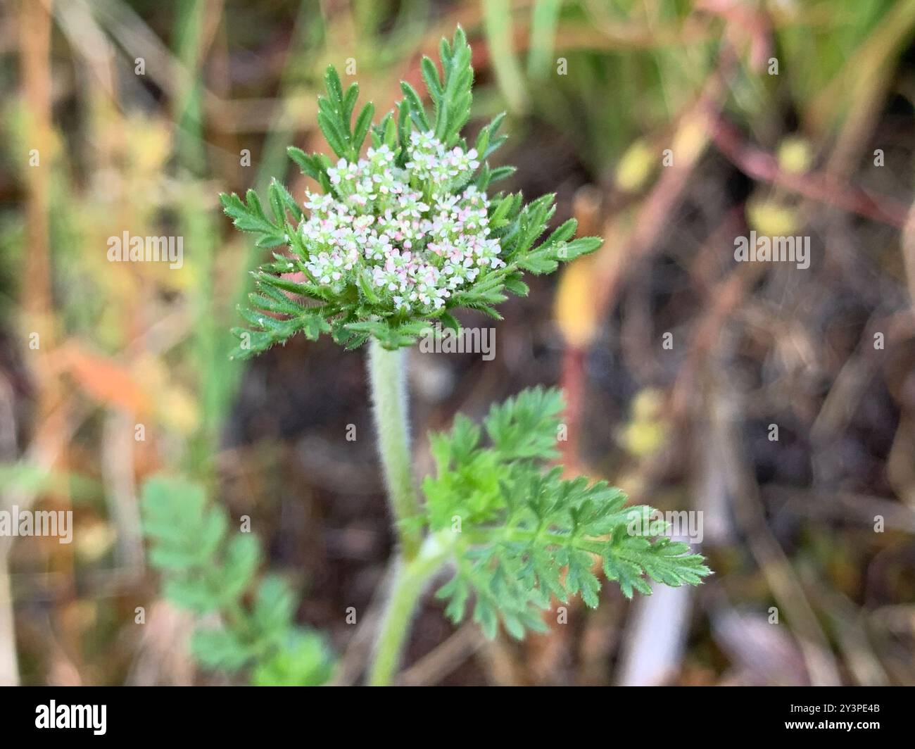 American wild carrot (Daucus pusillus) Plantae Stock Photo - Alamy