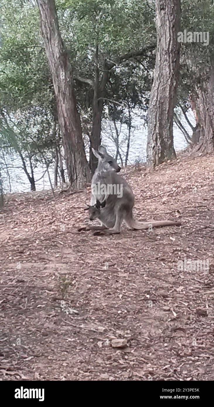 Eastern Wallaroo (Osphranter robustus robustus) Mammalia Stock Photo ...