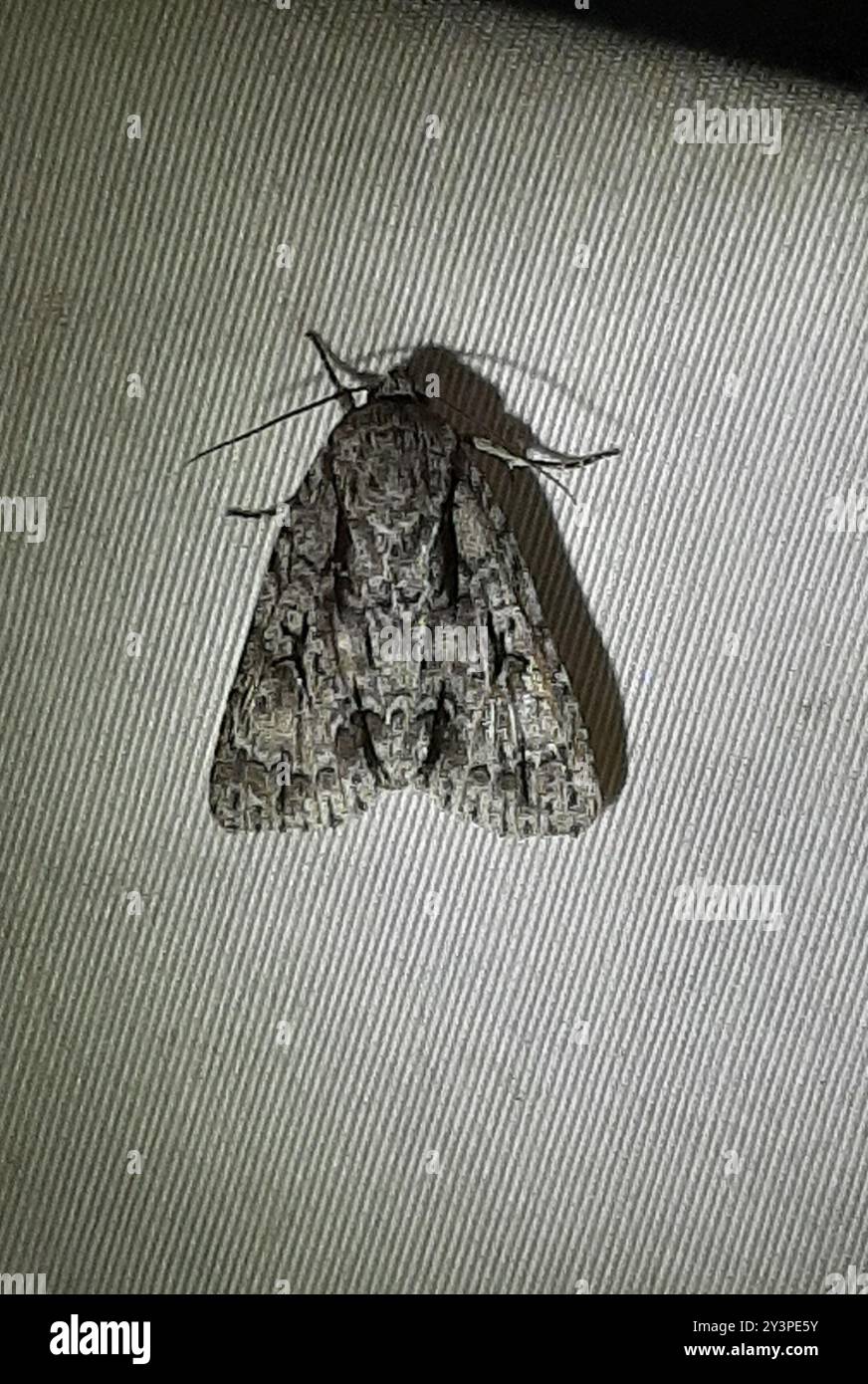 Cherry Dagger (Acronicta hasta) Insecta Stock Photo - Alamy