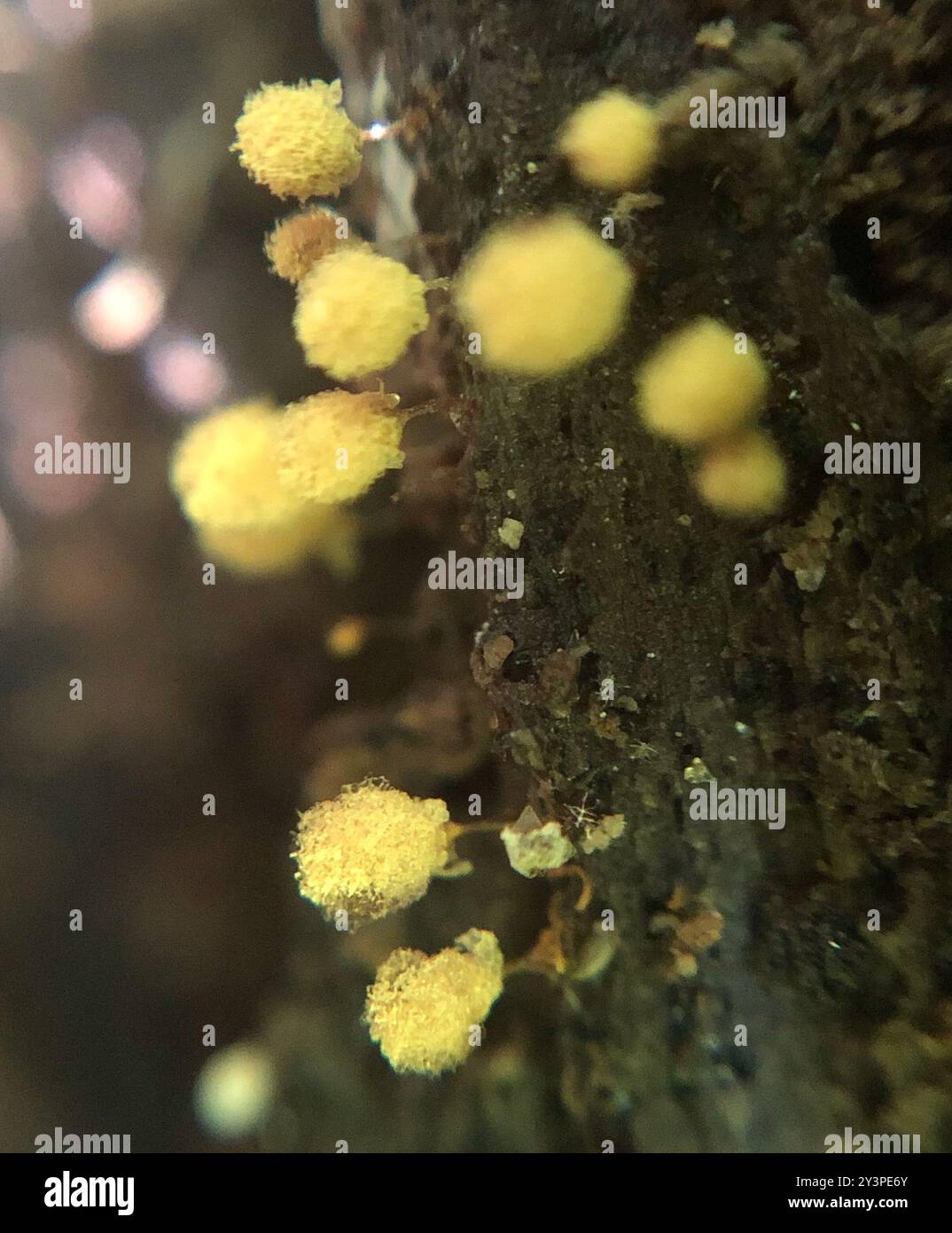 Push Pin Slime Mold (Hemitrichia calyculata) Protozoa Stock Photo - Alamy